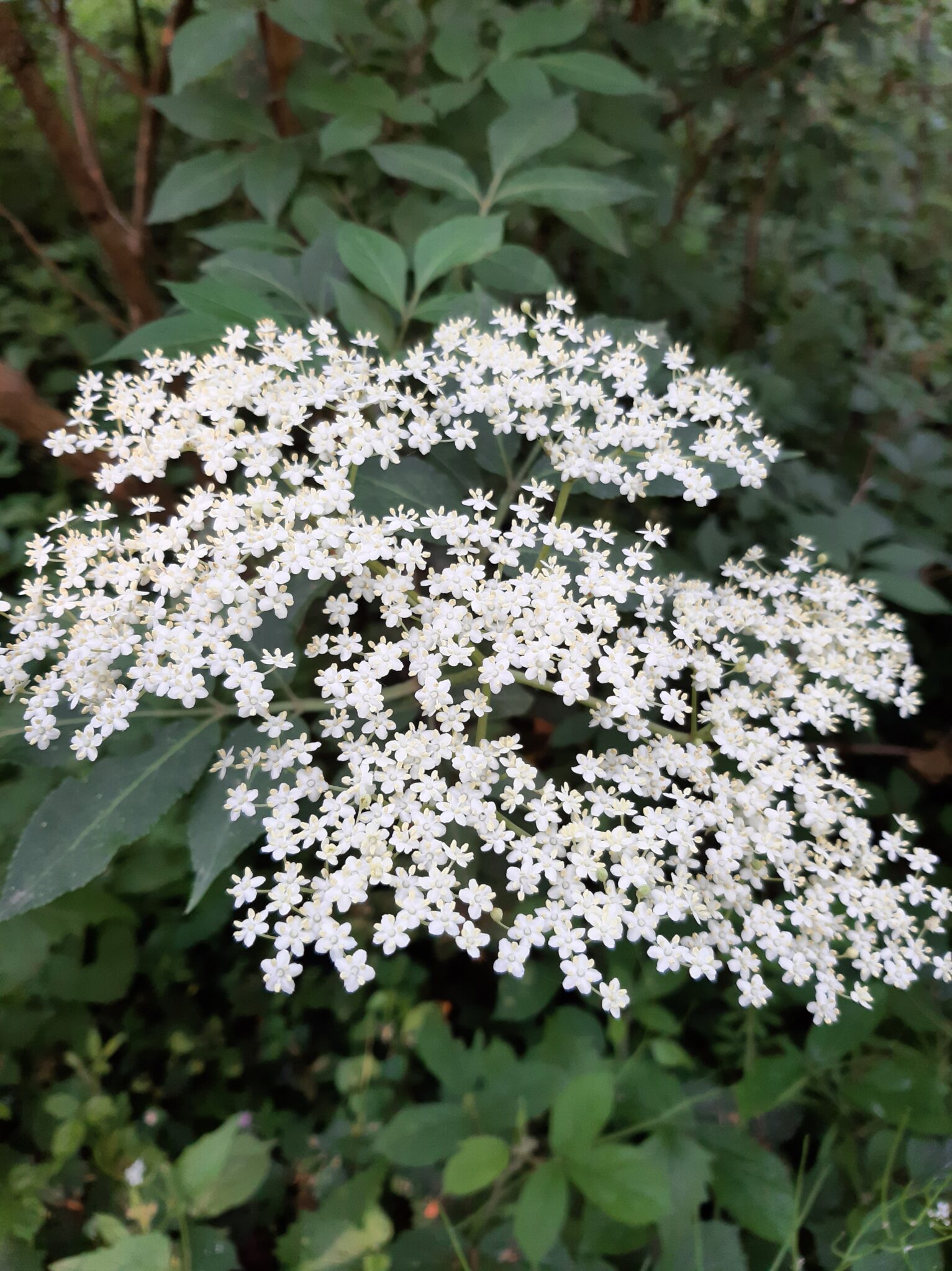 LE SUREAU NOIR (sambucus nigra) - Daniel Gramme